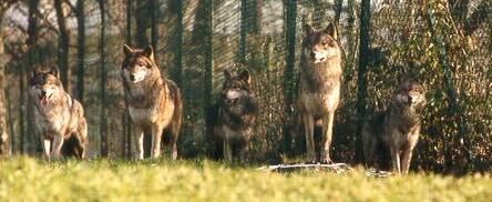 Animaux sauvages dans la foret et campagne - Page 17